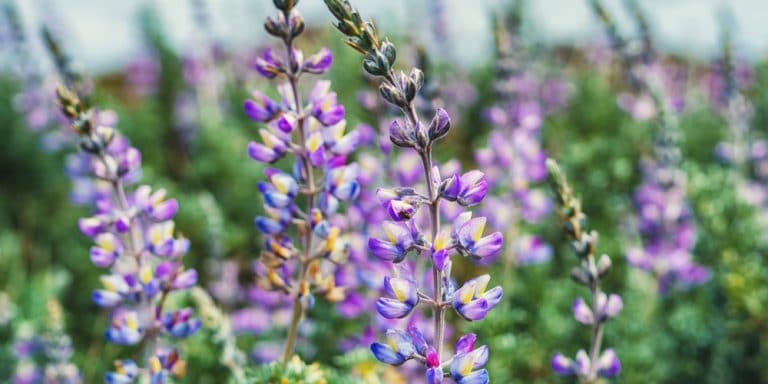 Drought Tolerant Utah Native Plants: 10 Best Yard Plants! - GFL Outdoors