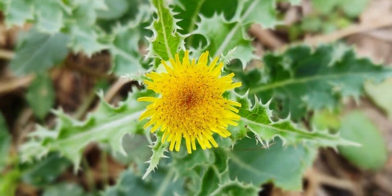 Thorny Weeds: 13 Common Varieties - GFL Outdoors