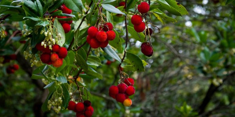 Trees with Red Berries: 12 of the Best Varieties - GFL Outdoors