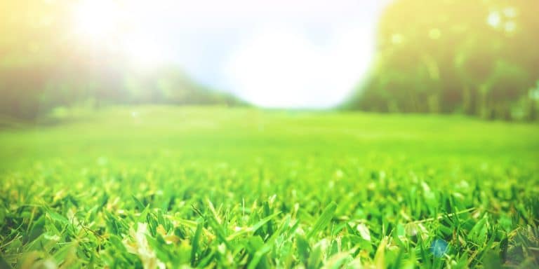 Colorado Native Grasses: 5 Grasses Native to Colorado – GFL Outdoors
