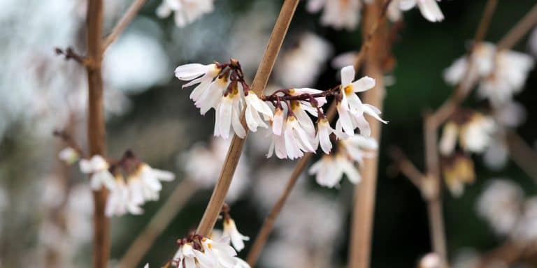 White Forsythia Care: Everything You Need to Know - GFL Outdoors