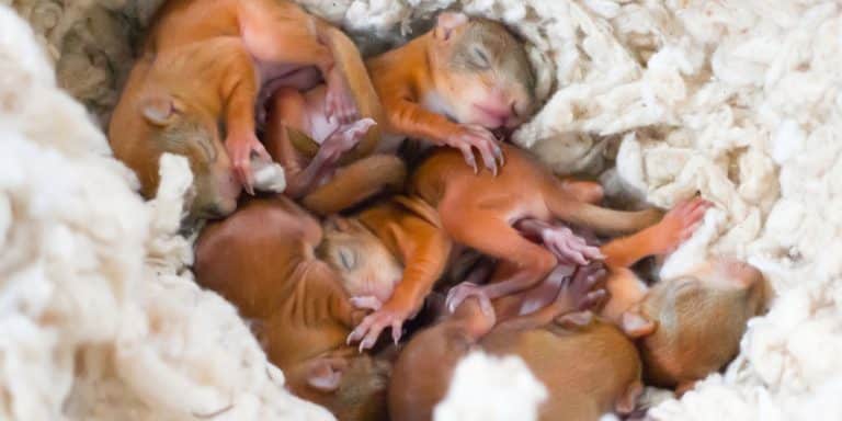 When Do Squirrels Have Babies In Ohio? – GFL Outdoors
