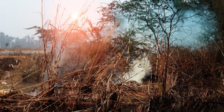 Why Burn Grass? The Benefits of Burning Grass - GFL Outdoors