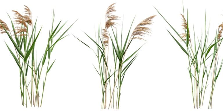 Cane Grass: The Pest You Didn't Know You Had