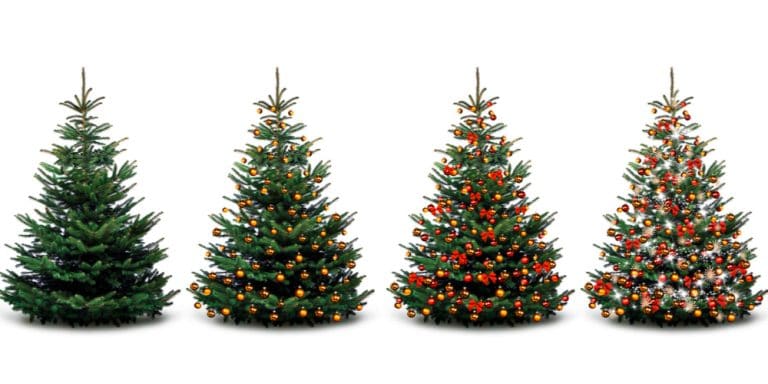 How long to grow a 6-foot Christmas tree? - GFL Outdoors