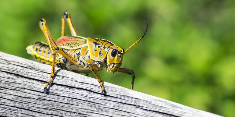 Why Are There so Many Crickets in My Yard? - GFL Outdoors
