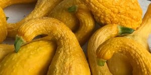 Yellow Squash Bumps: Why are my yellow squash bumpy?