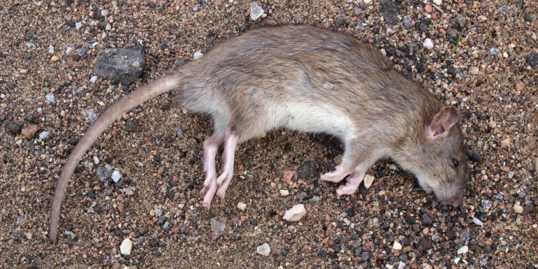 I Keep Finding Dead Rats in My Yard, Why? - GFL Outdoors