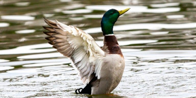 When to Plant Millet for Ducks: A Growers Guide – GFL Outdoors