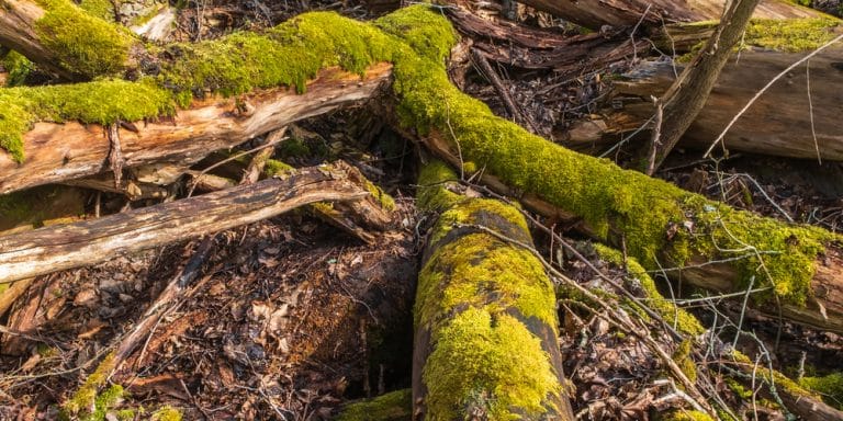 How Long Does it Take for Trees to Decompose? - GFL Outdoors