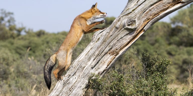 Can Foxes Climb Trees? - GFL Outdoors