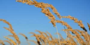 June Grass Care: Everything You Need to Know – GFL Outdoors