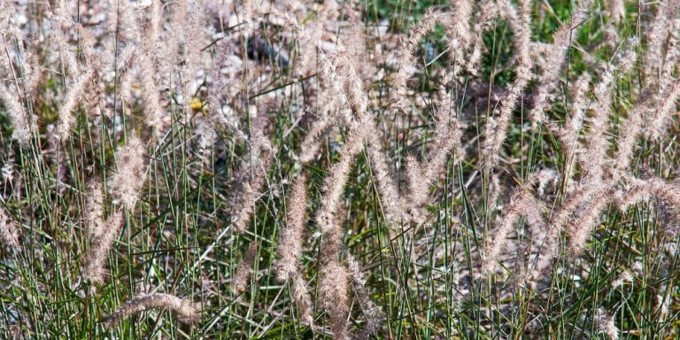 Karley Rose Fountain Grass Care: Everything You Need to Know