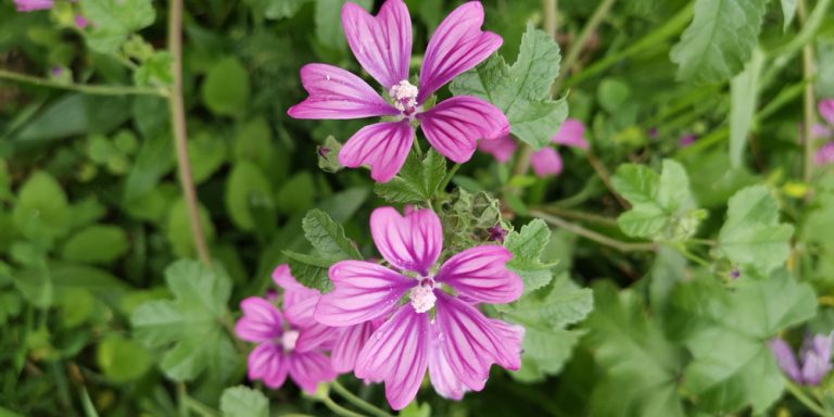 3 Creeping Charlie Look Alikes - GFL Outdoors