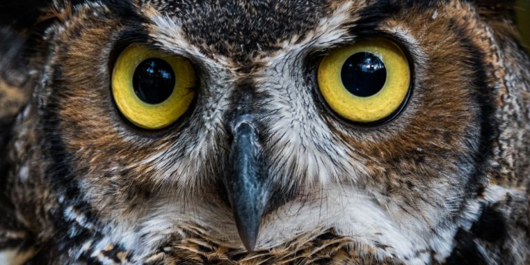 Why Are Owls Considered Wise? A Symbol of Wisdom