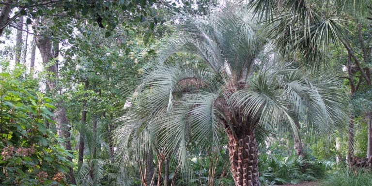 Pindo Palm Growth Rate: The Incredible Growth Rate of the Pindo Palm