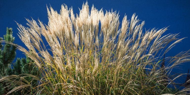 Ornamental Grasses Colorado: Grasses to Add to Your Yard