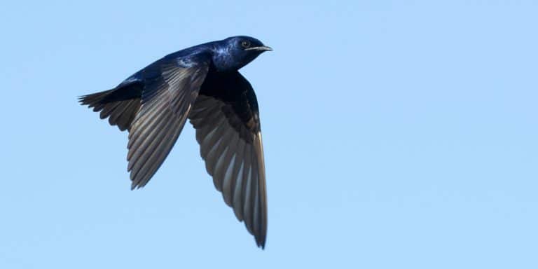 Do Purple Martins Eat Mosquitoes?: How To Kill Mosquitoes Naturally