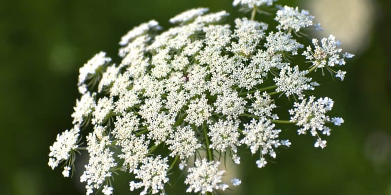 Queen Anne’s Lace vs Yarrow: A Comparison – GFL Outdoors