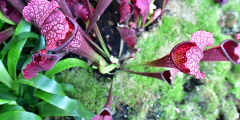 Sarracenia Juthatip Soper Care: Everything You Need to Know – GFL Outdoors