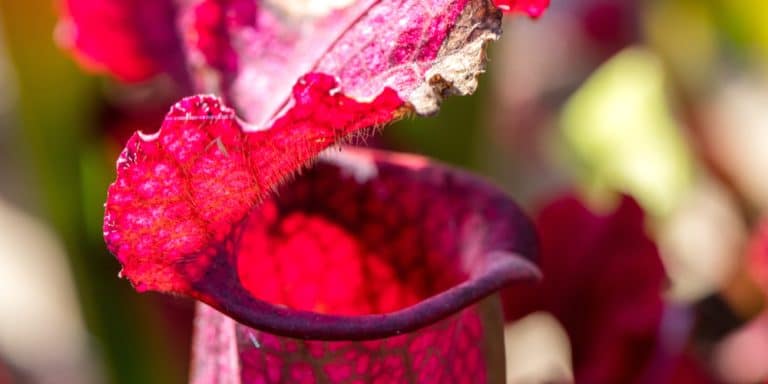Sarracenia Juthatip Soper Care: Everything You Need to Know – GFL Outdoors