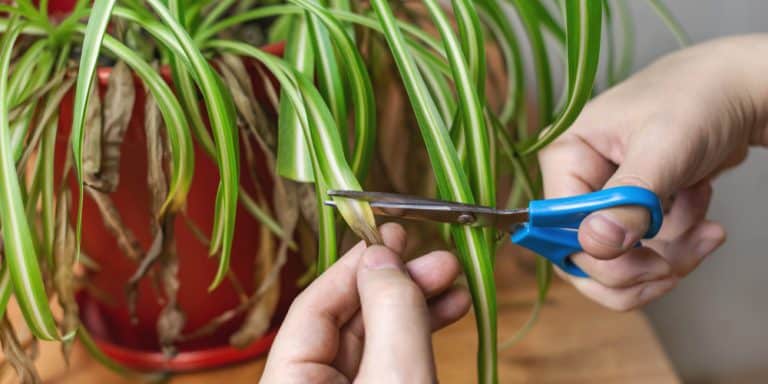 Spider Plant Leaves Wilting: How to Fix Drooping Spider Plant – GFL ...