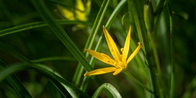 Star Grass Growth and Care Guide – GFL Outdoors