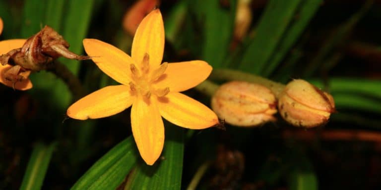 Star Grass Growth and Care Guide - GFL Outdoors