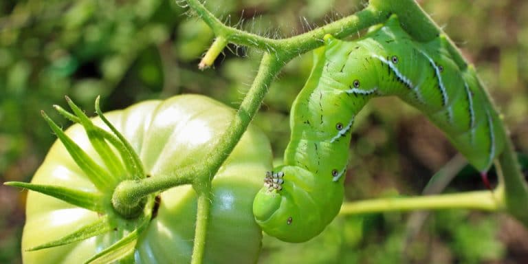 Tomato Hornworm Poop: What to Do When You See It - GFL Outdoors