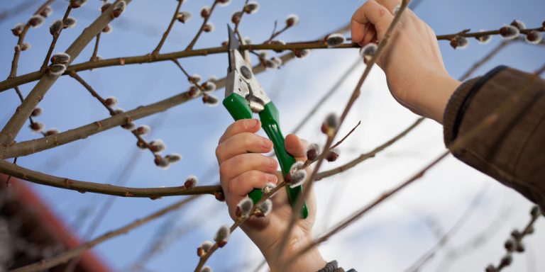 How to Grow Willows From Cuttings?: A Growers Guide - GFL Outdoors