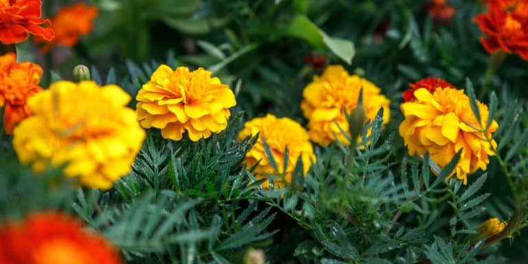 Marigold Color: What Color Are Marigolds – GFL Outdoors