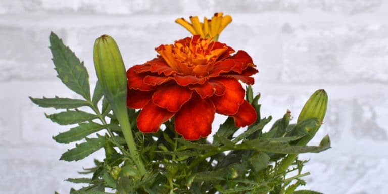 Marigold Color: What Color Are Marigolds - GFL Outdoors