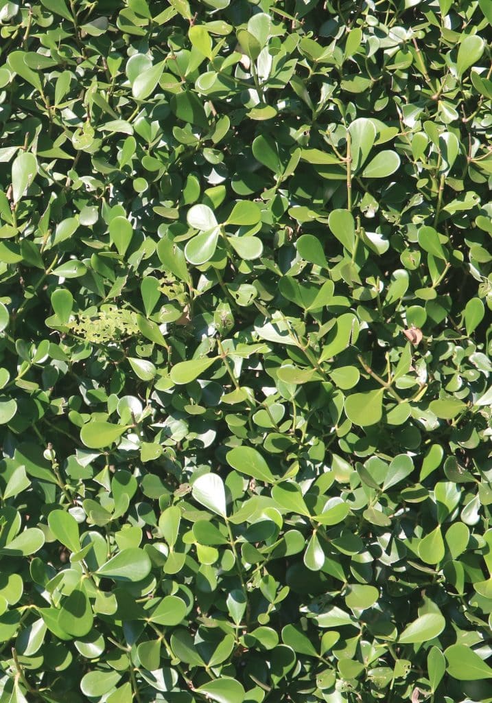 How and When to Trim a Clusia Hedge – GFL Outdoors