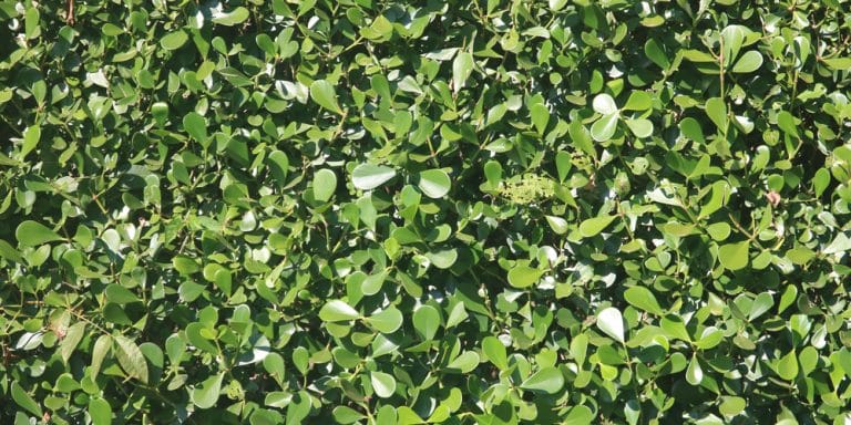 How and When to Trim a Clusia Hedge - GFL Outdoors