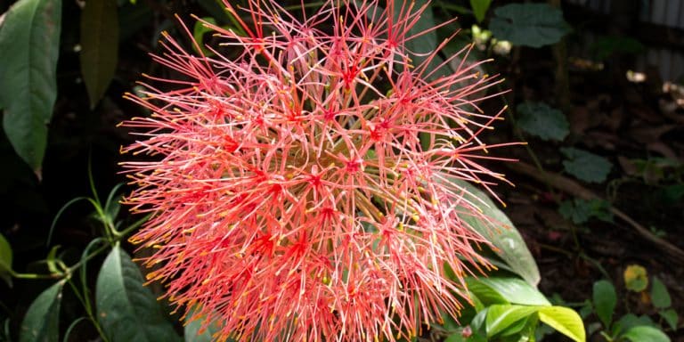Big Ball Flowers: 7 Varieties with Beautiful Blooms - GFL Outdoors