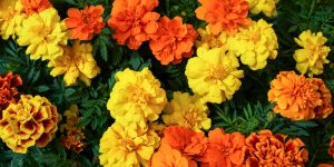Marigold Color: What Color Are Marigolds - GFL Outdoors