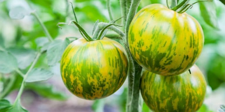 Best Time of Year to Plant Tomatoes in Iowa: A Comprehensive Guide ...