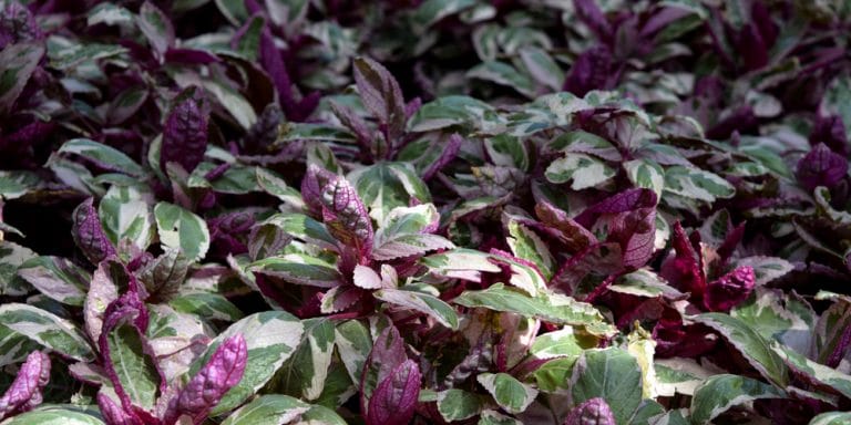 Snow White Waffle Plant Care: Everything You Need to Know