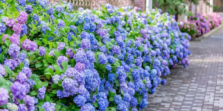 Hydrangeas For Full Sun: The Best Varieties - GFL Outdoors