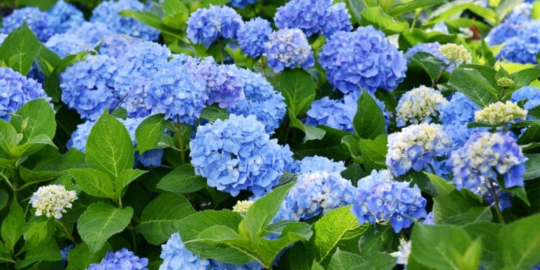 Hydrangea Penny Mac Care: Everything You Need to Know