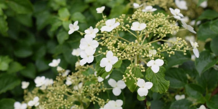 Best Hydrangea For Deep Shade: 6 Varieties to Consider - GFL Outdoors