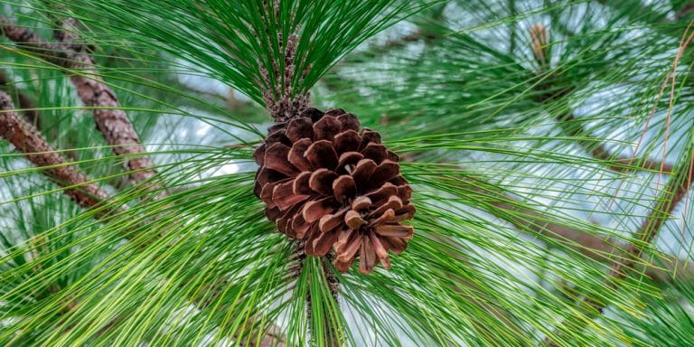 What Are the Brown Things That Fall From Pine Trees?
