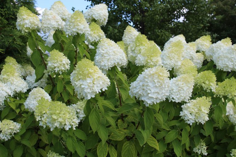 Moonrock Hydrangea Care: Everything You Need to Know
