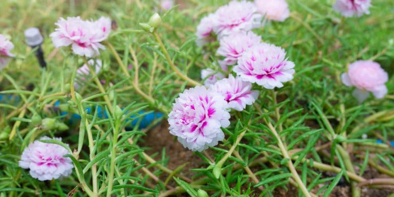 Moss Rose Care: Everything You Need to Know - GFL Outdoors