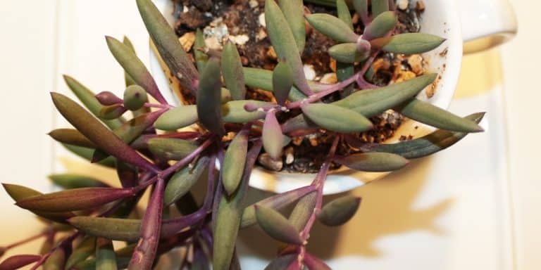 Othonna Capensis Care: Everything You Need to Know – GFL Outdoors
