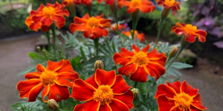 Marigold Color: What Color Are Marigolds - GFL Outdoors