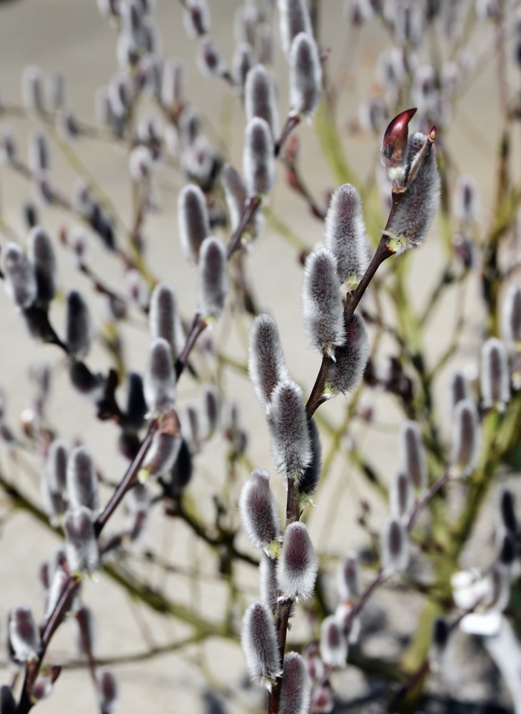 Black Cat Pussy Willow Care: Everything You Need to Know