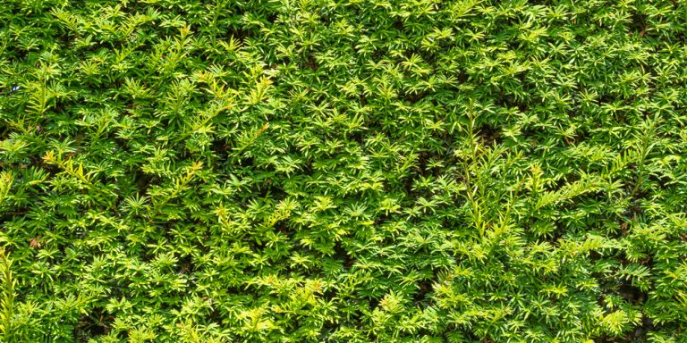 How and When to Trim a Yew Hedge - GFL Outdoors
