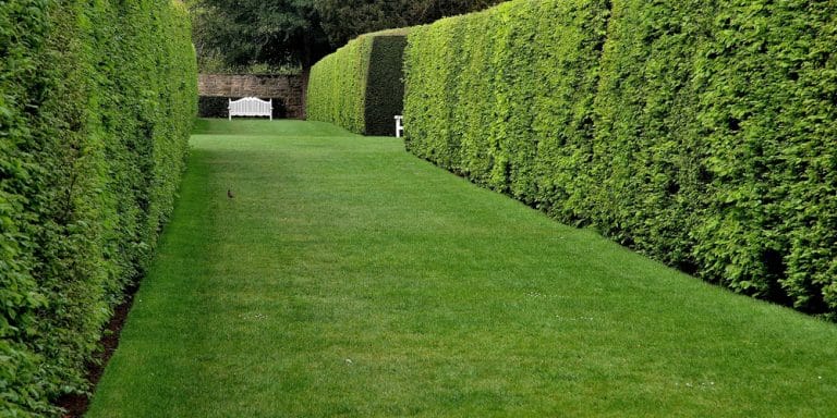 How and When to Trim a Yew Hedge - GFL Outdoors