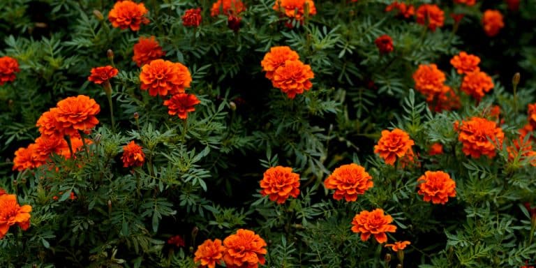Marigold Color: What Color Are Marigolds – GFL Outdoors